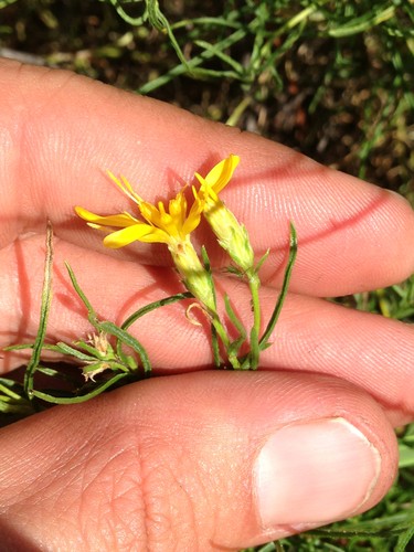 Ericameria bloomeri - PictureThis