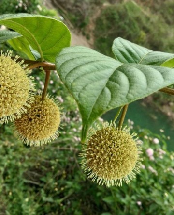 Uncaria - PictureThis