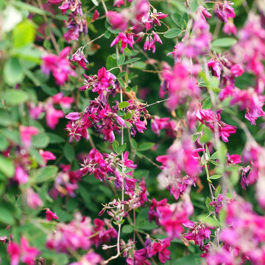 How do you take care of bush clover? - PictureThis