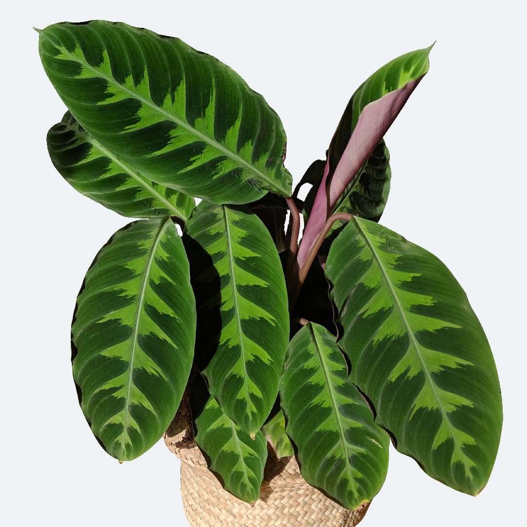 Calathea - PictureThis