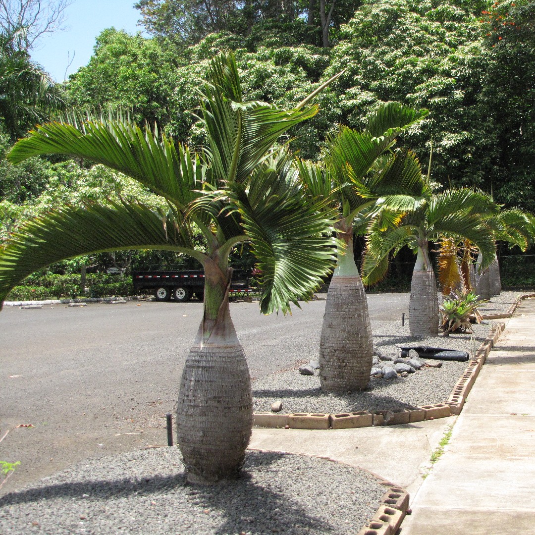 Palma botella (Hyophorbe lagenicaulis) - PictureThis