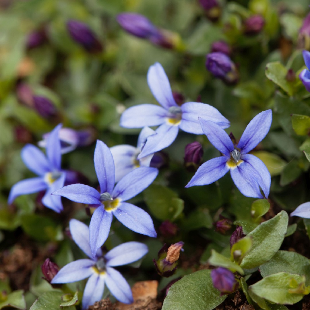 Isotoma Care (Watering, Fertilize, Pruning, Propagation) - PictureThis