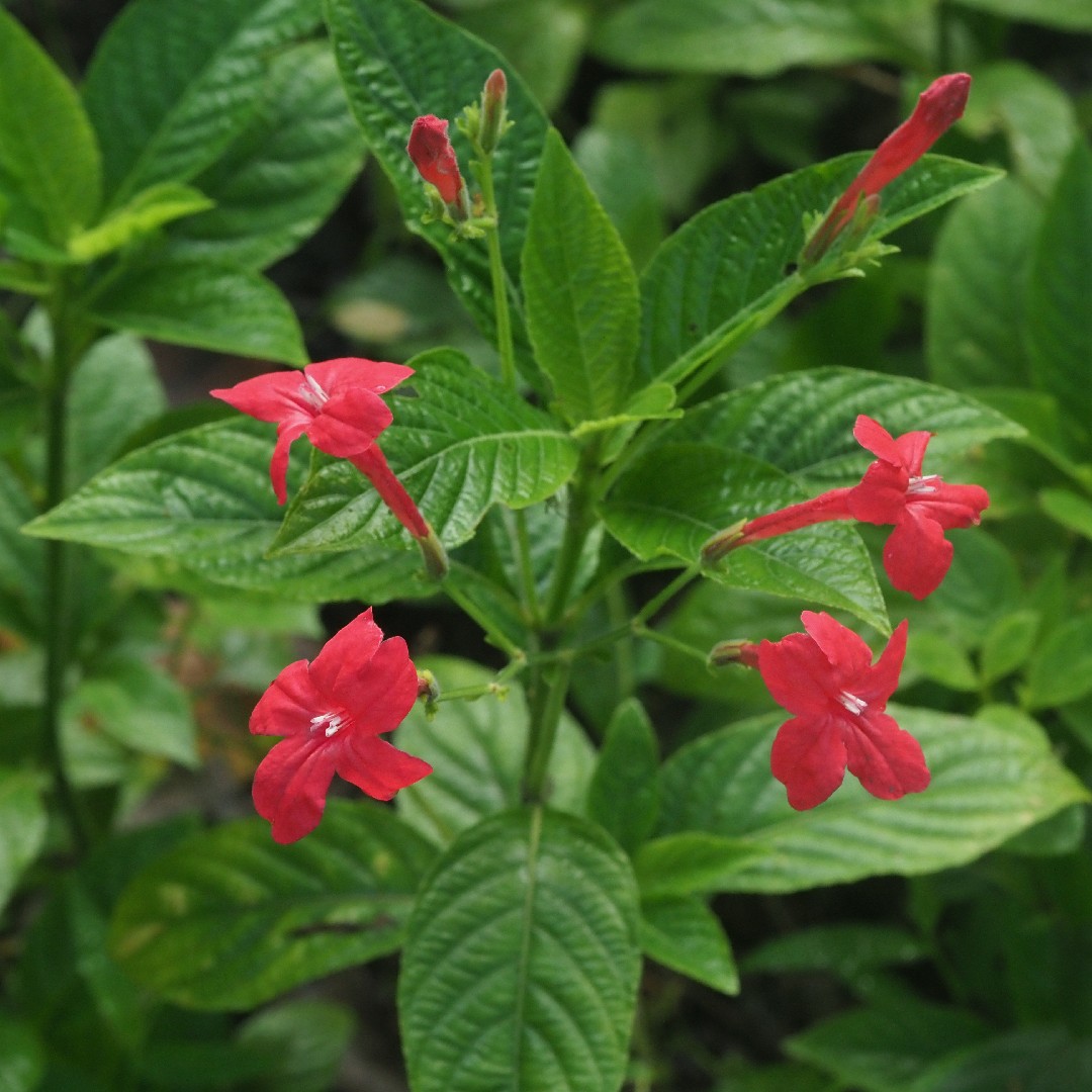 Ruellien (Ruellia) - PictureThis