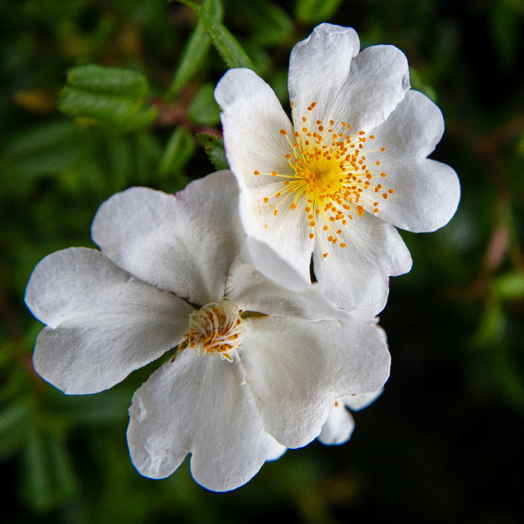 Rosa sempervirens - PictureThis