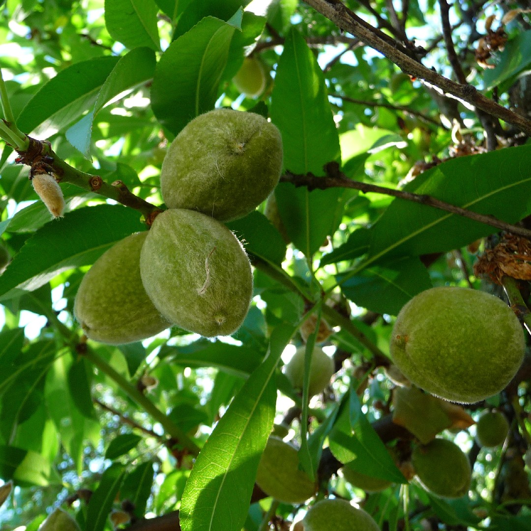 Almendro (Prunus dulcis) - PictureThis