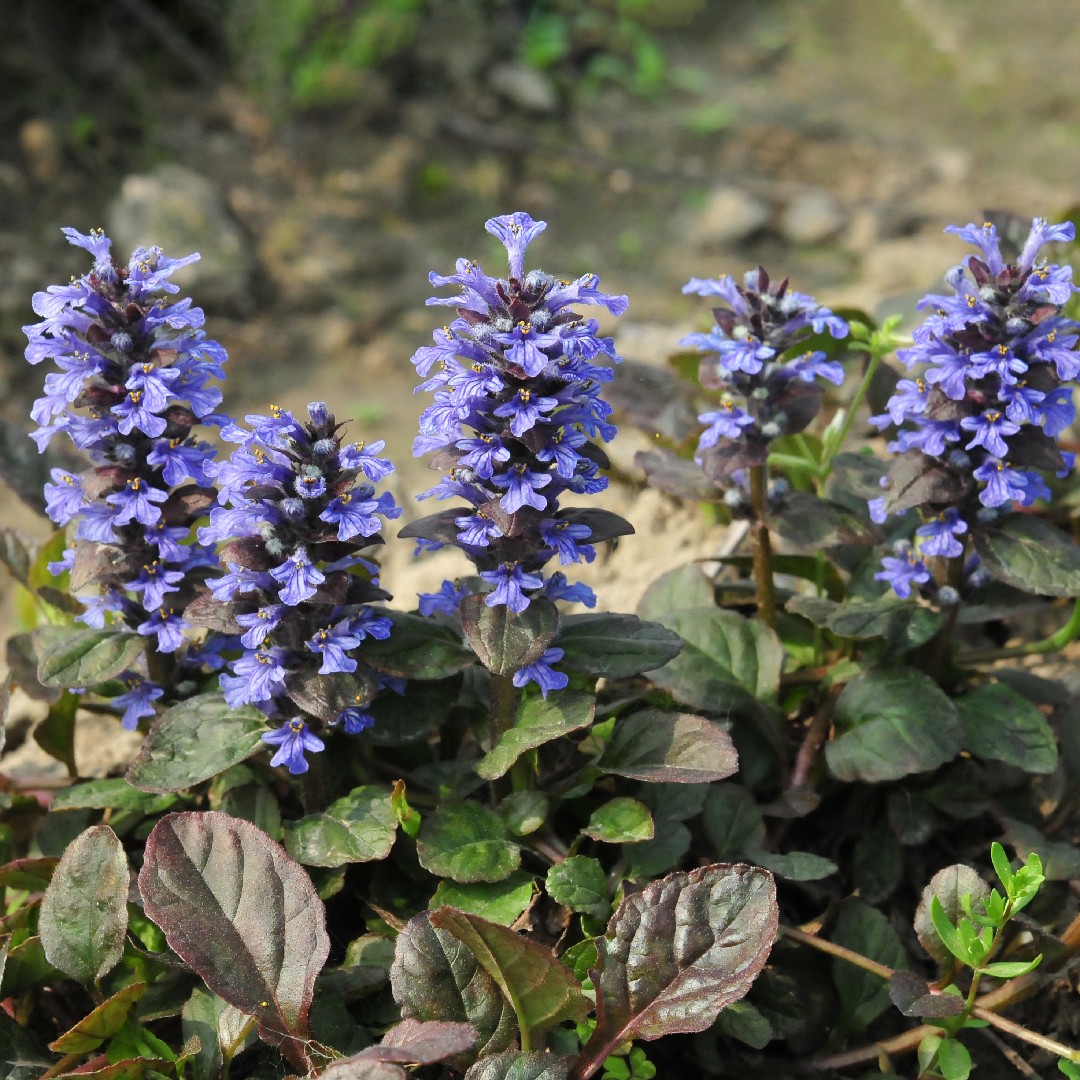 Bugleweed (Ajuga) Flower, Leaf, Care, Uses - PictureThis