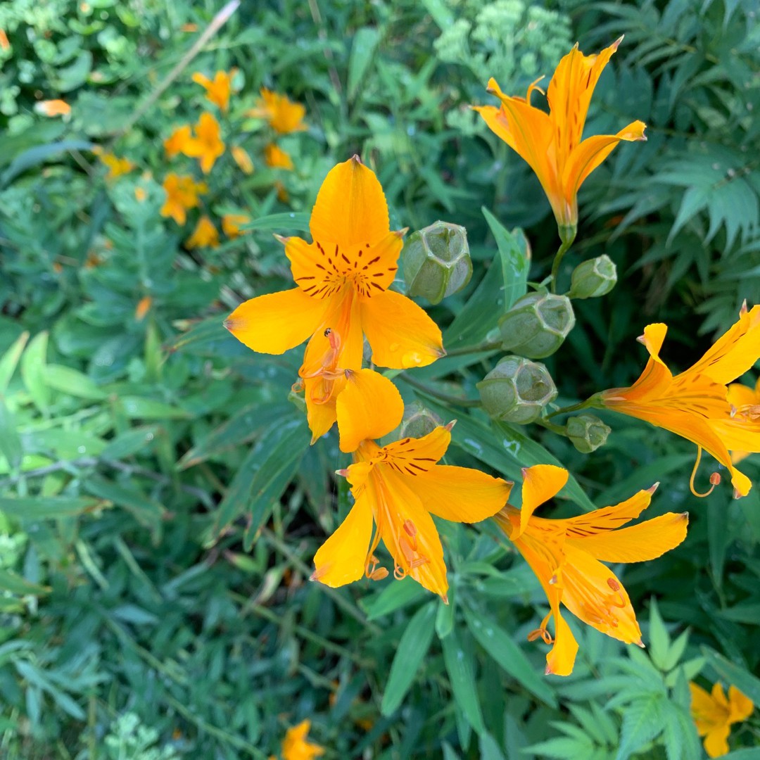 Astromelias (Alstroemeria) - PictureThis