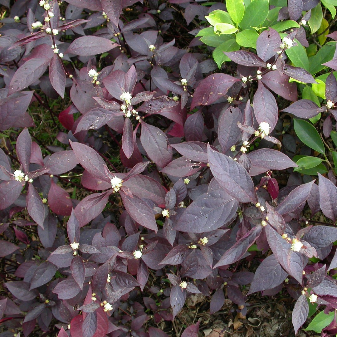 Brazilian joyweed (Alternanthera brasiliana) Plant Care, Pruning, Uses ...