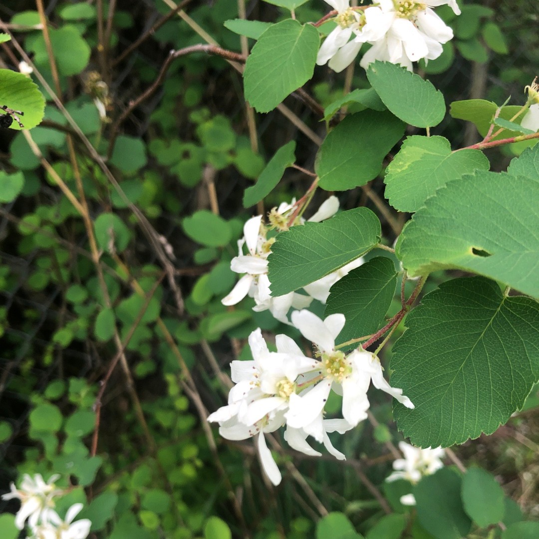 What should I do if I water Western serviceberry too much/too little ...