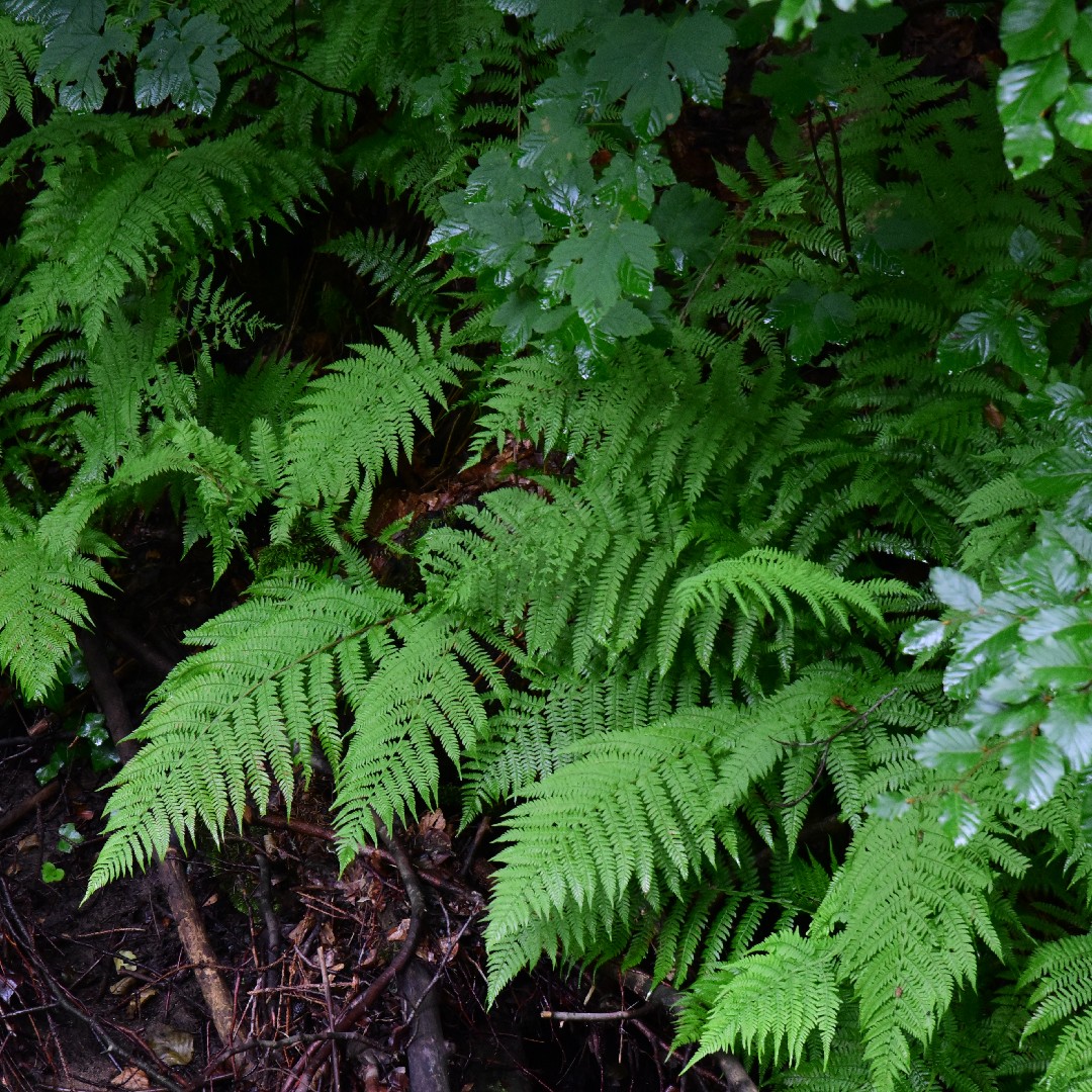 Athyrium - PictureThis