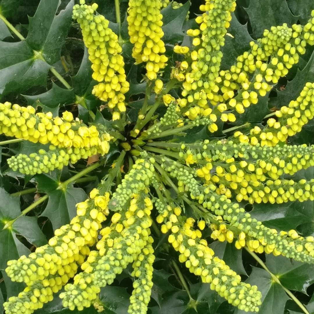 Gewöhnliche Mahonie (Berberis aquifolium) - PictureThis