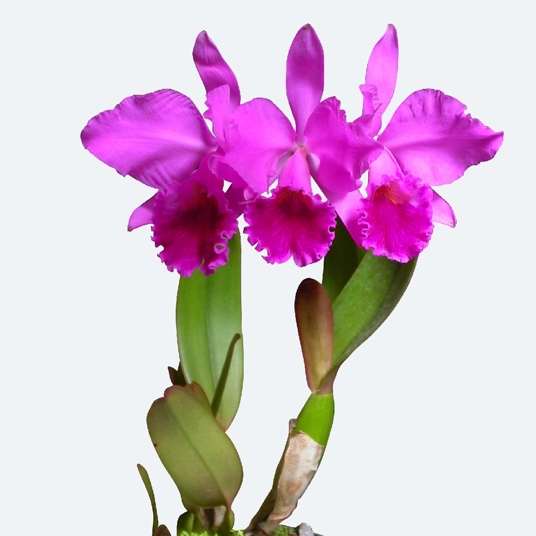 Cattleya labiata (Cattleya labiata) - PictureThis