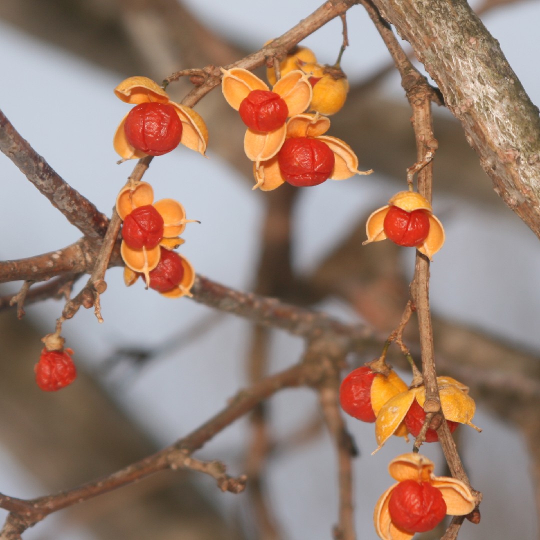 Célastre (Celastrus) - PictureThis