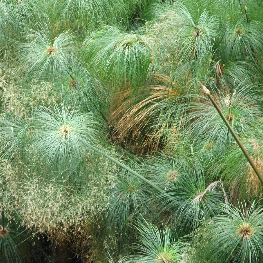 Papyrus sedge Care (Watering, Fertilize, Pruning, Propagation ...