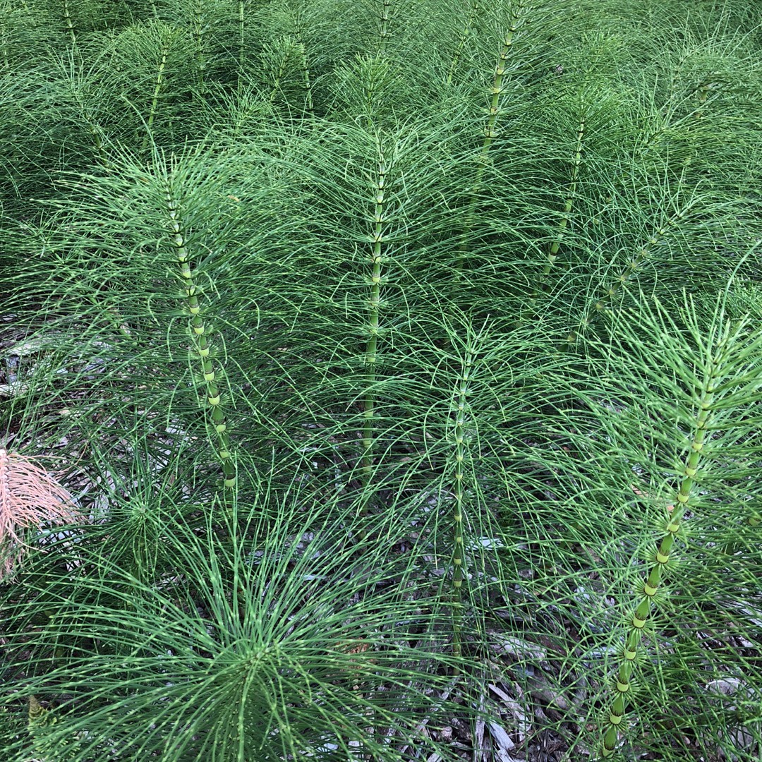 Horsetails (Equisetum) Flower, Leaf, Care, Uses - PictureThis