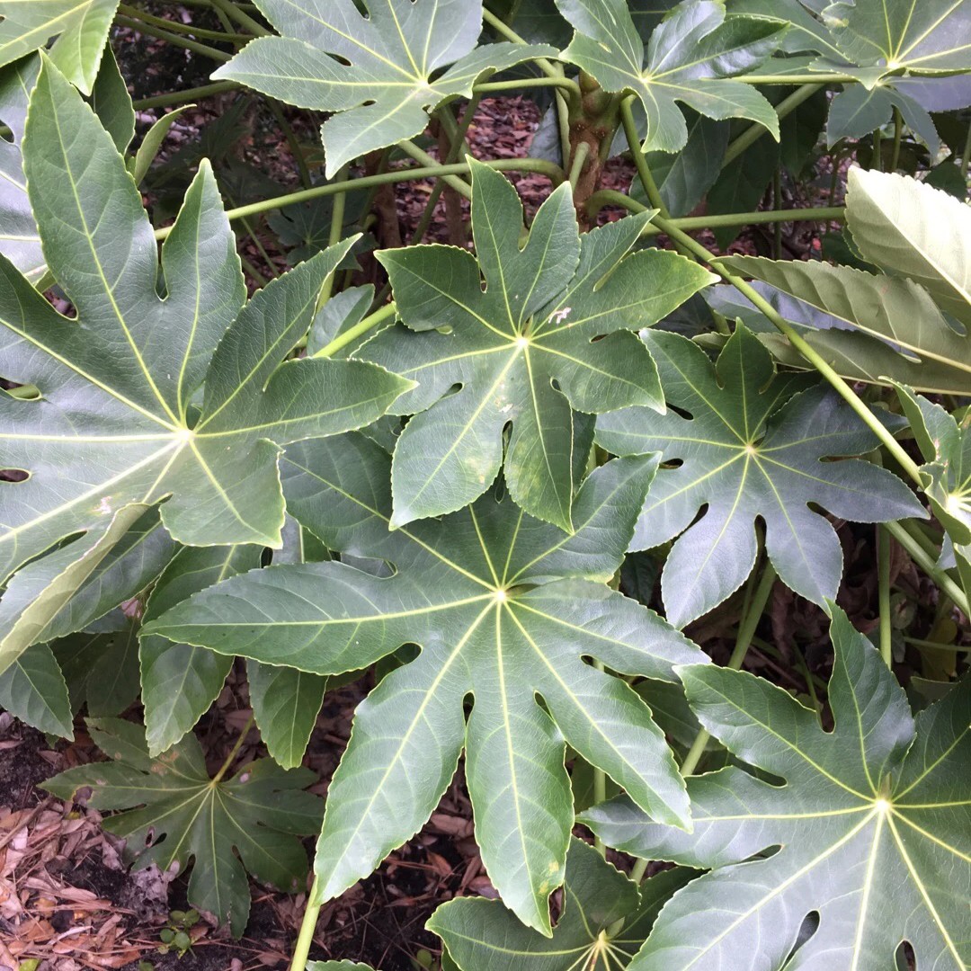 Fatsia - PictureThis