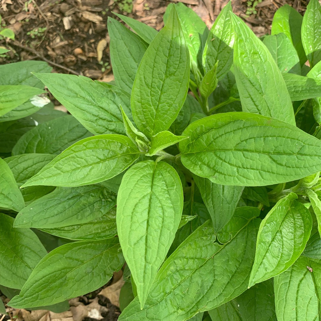 Hackelia virginiana - PictureThis