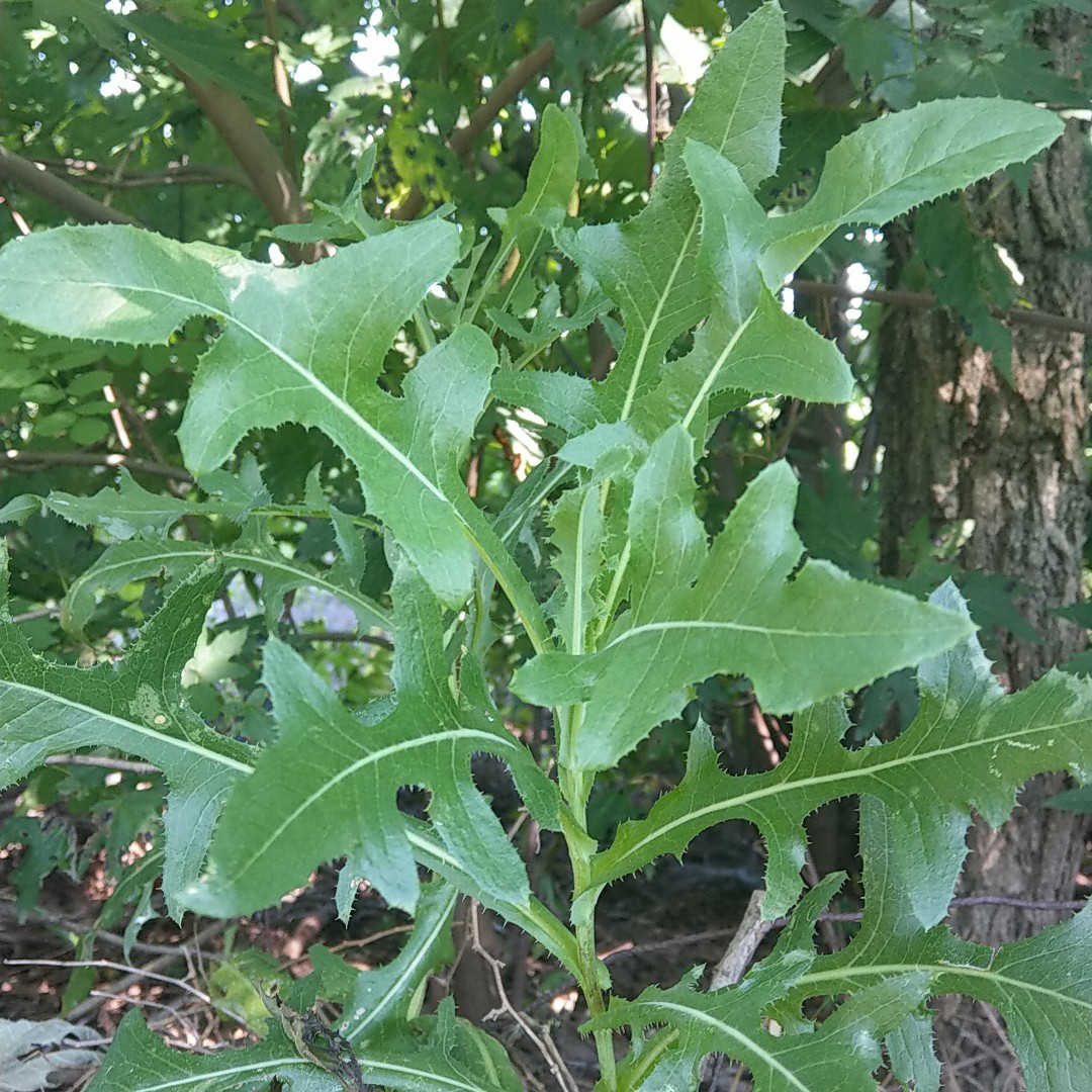 Lattuga selvatica (Lactuca serriola) - PictureThis