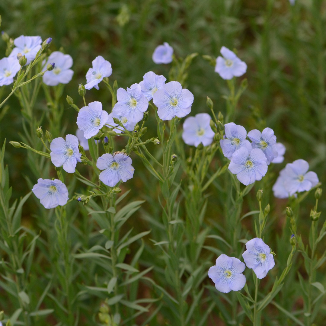 Vlas (Linum usitatissimum) - PictureThis