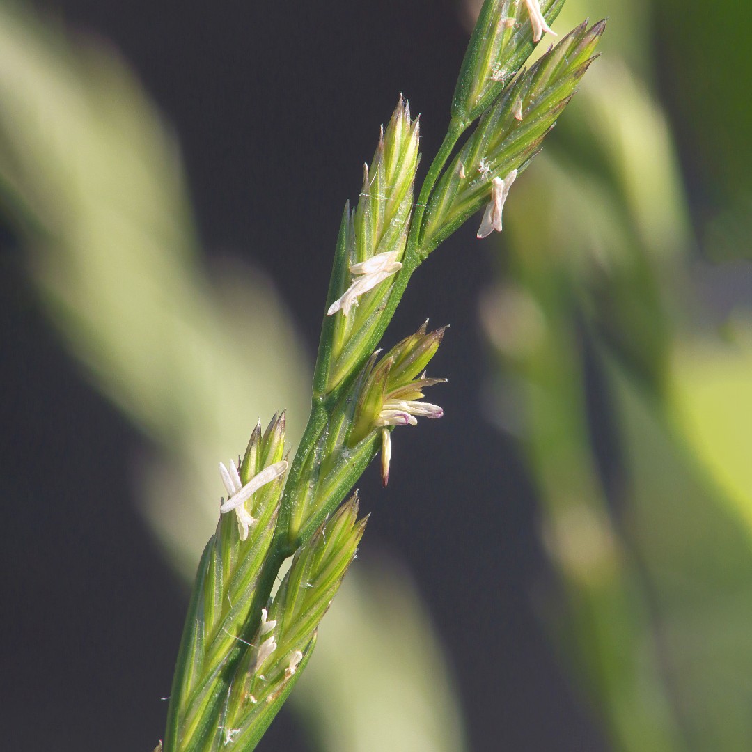 Lolch (Lolium) - PictureThis