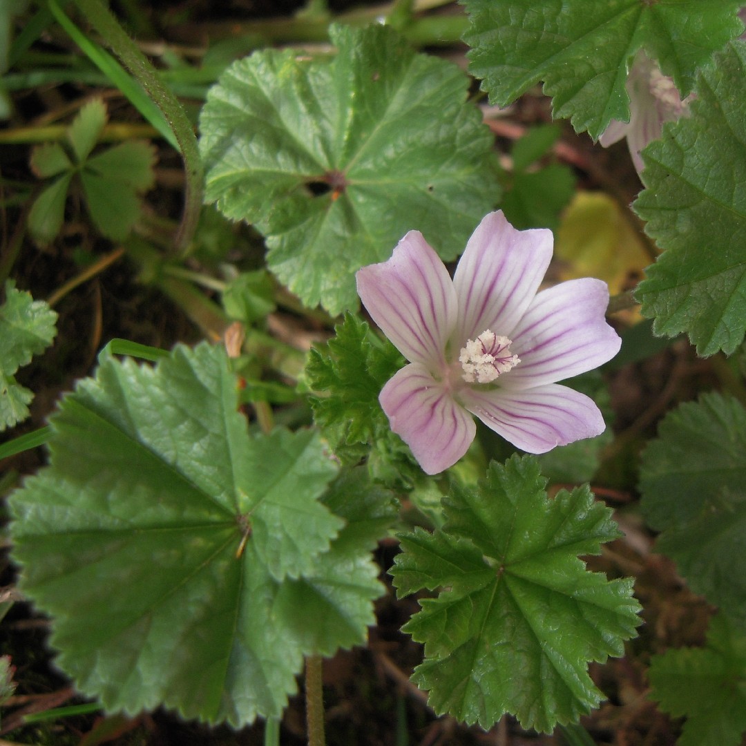 Common mallow (Malva neglecta) Flower, Leaf, Care, Uses - PictureThis