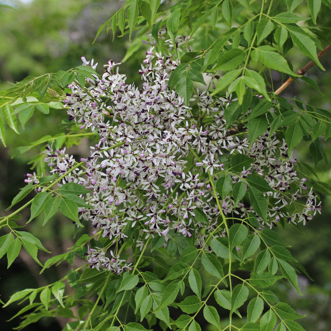 How long do chinaberry trees live? - PictureThis