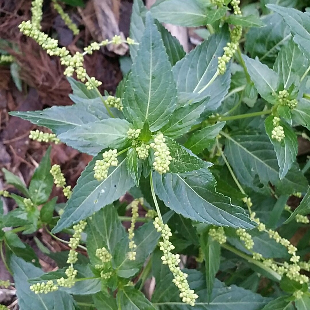 Mercuriale annuelle (Mercurialis annua) - PictureThis