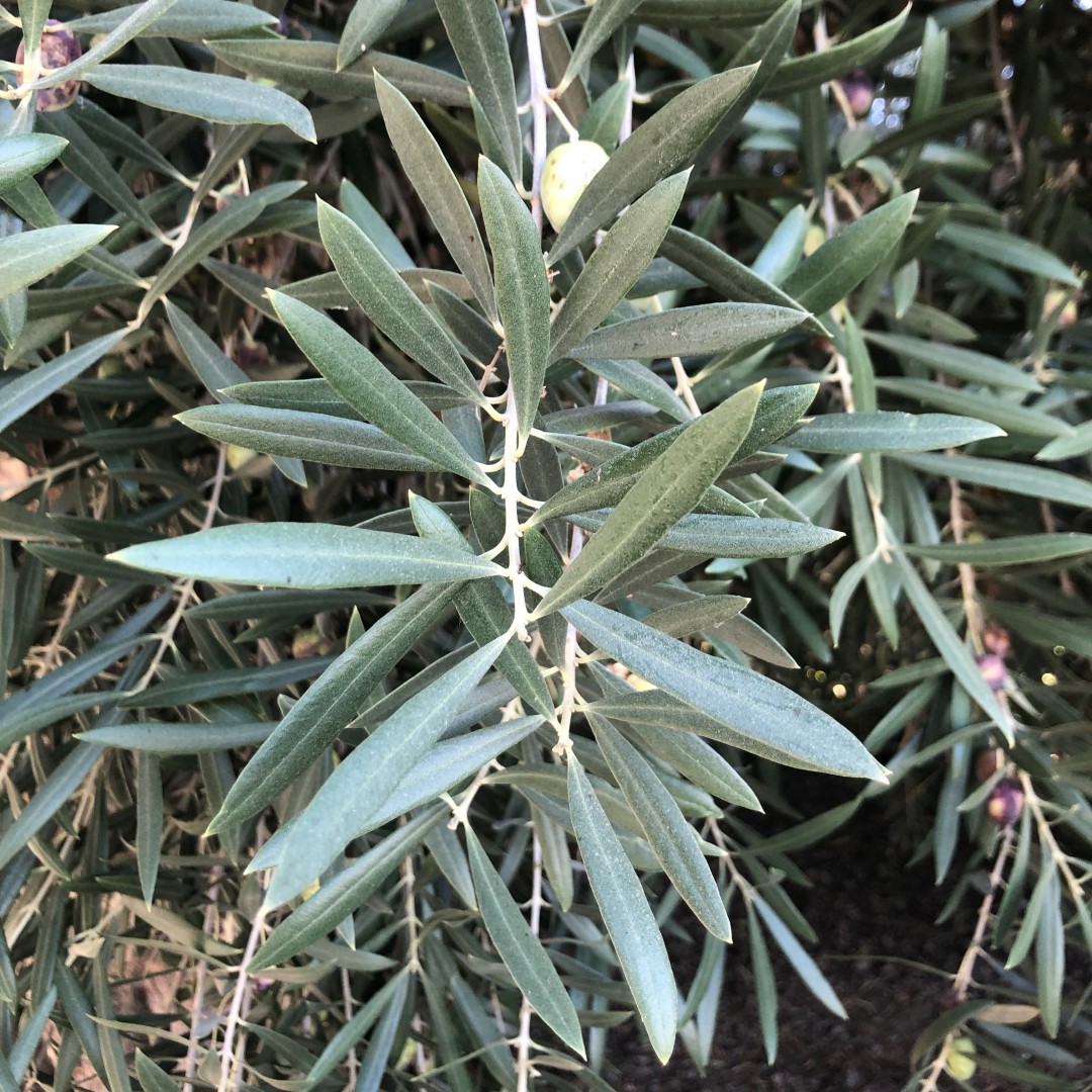 มะกอกโอลีฟ (Olea europaea) คู่มือการดูแล - PictureThis