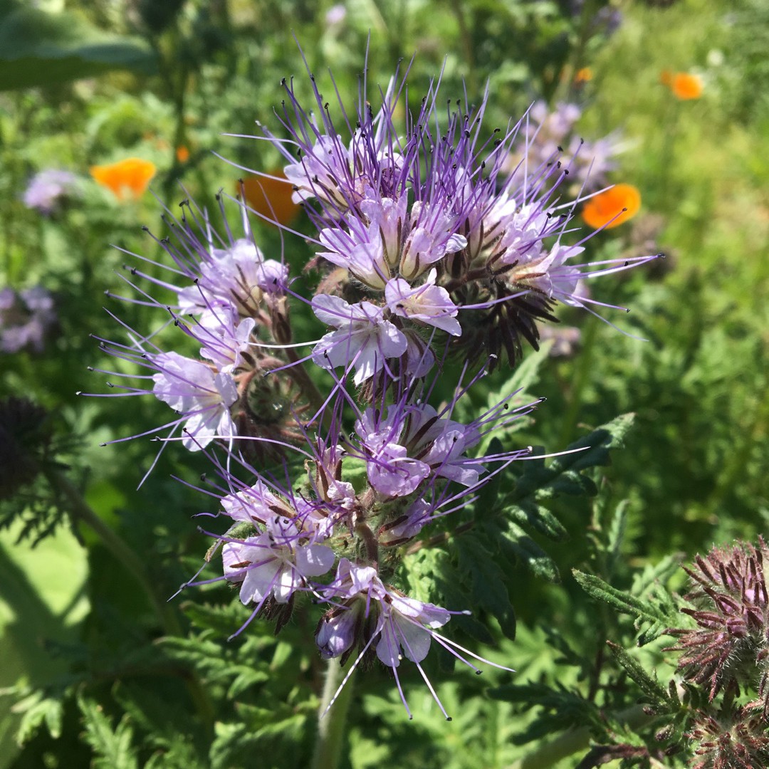 O facélia-azul é anual ou perene? - PictureThis