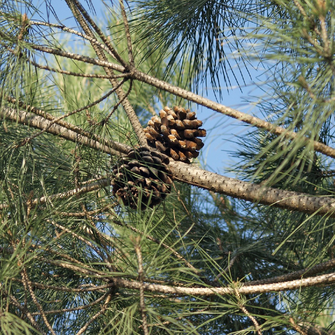 Parasolden (Pinus pinea) - PictureThis