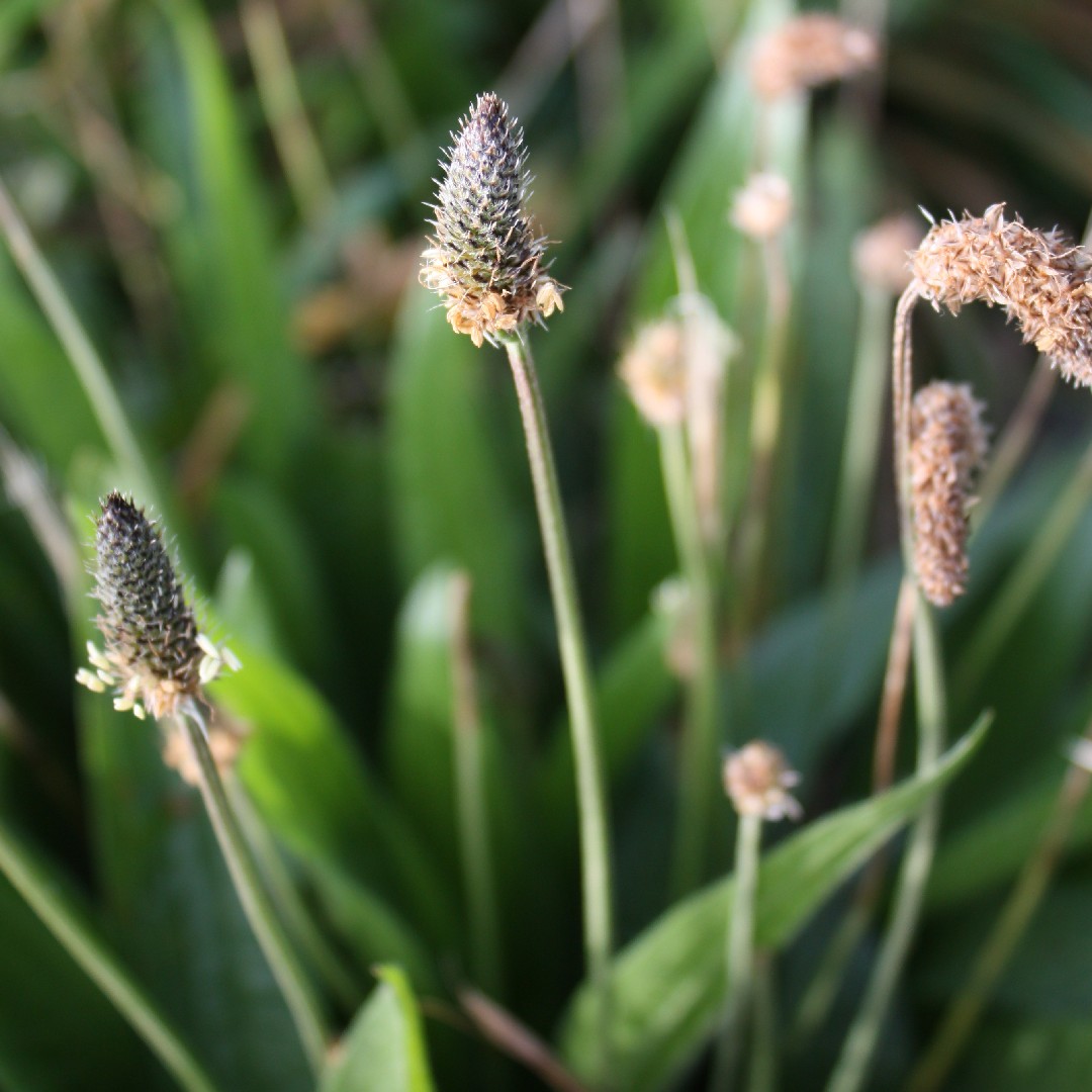 Plantago Lanceolata (Plantago lanceolata) - PictureThis