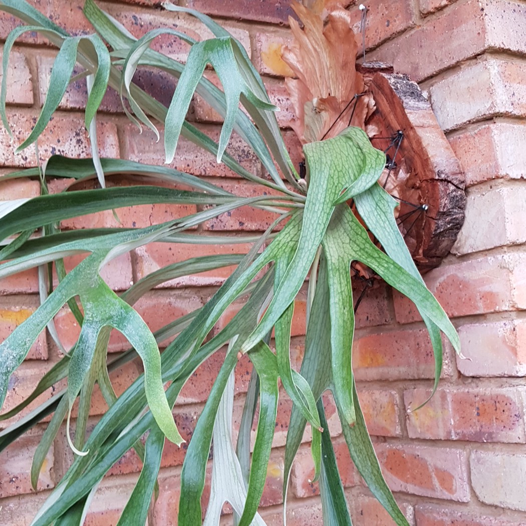 ¿Cómo puedo podar mi Cuerno de alce durante las distintas estaciones ...