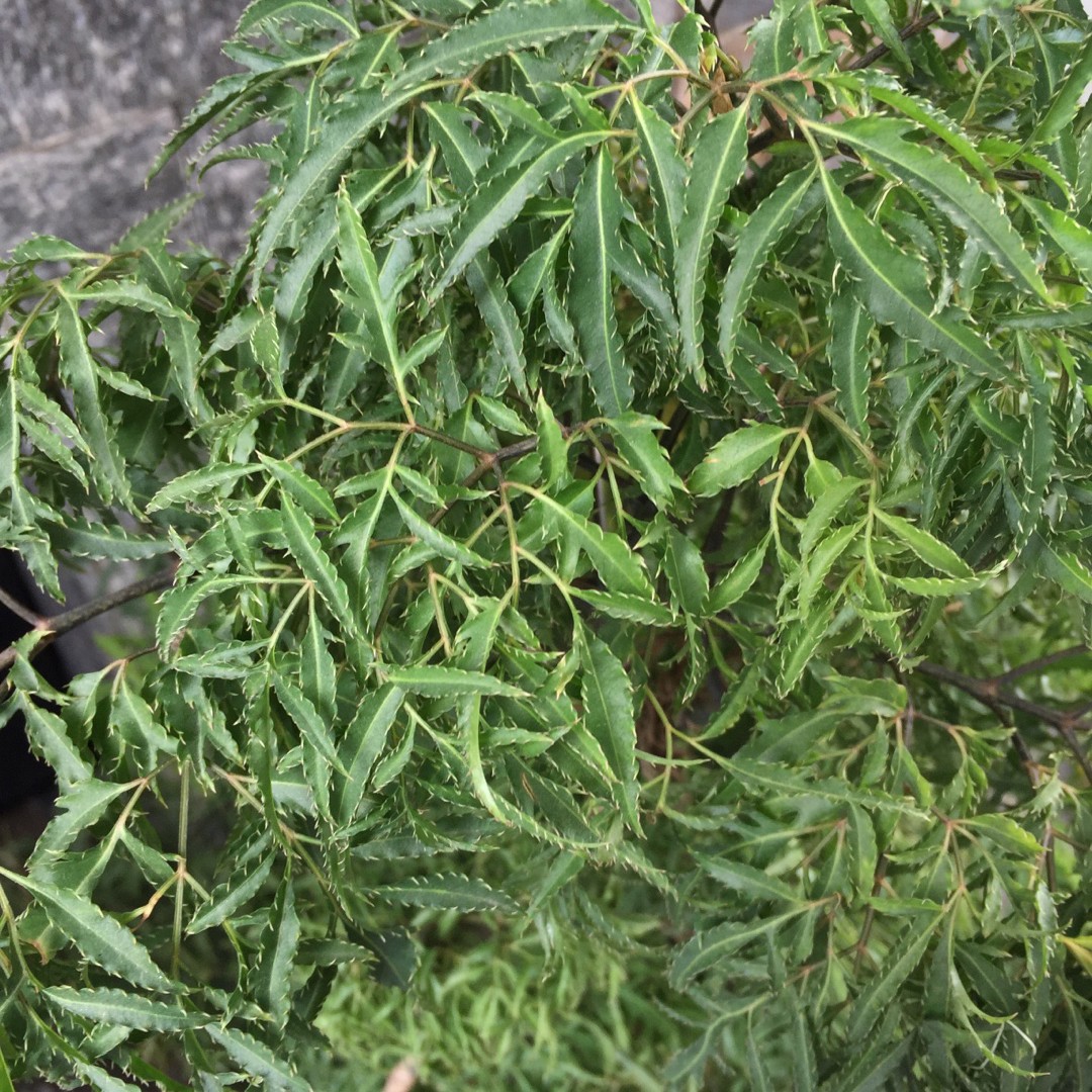 Ming aralia (Polyscias fruticosa) Flower, Leaf, Care, Uses - PictureThis