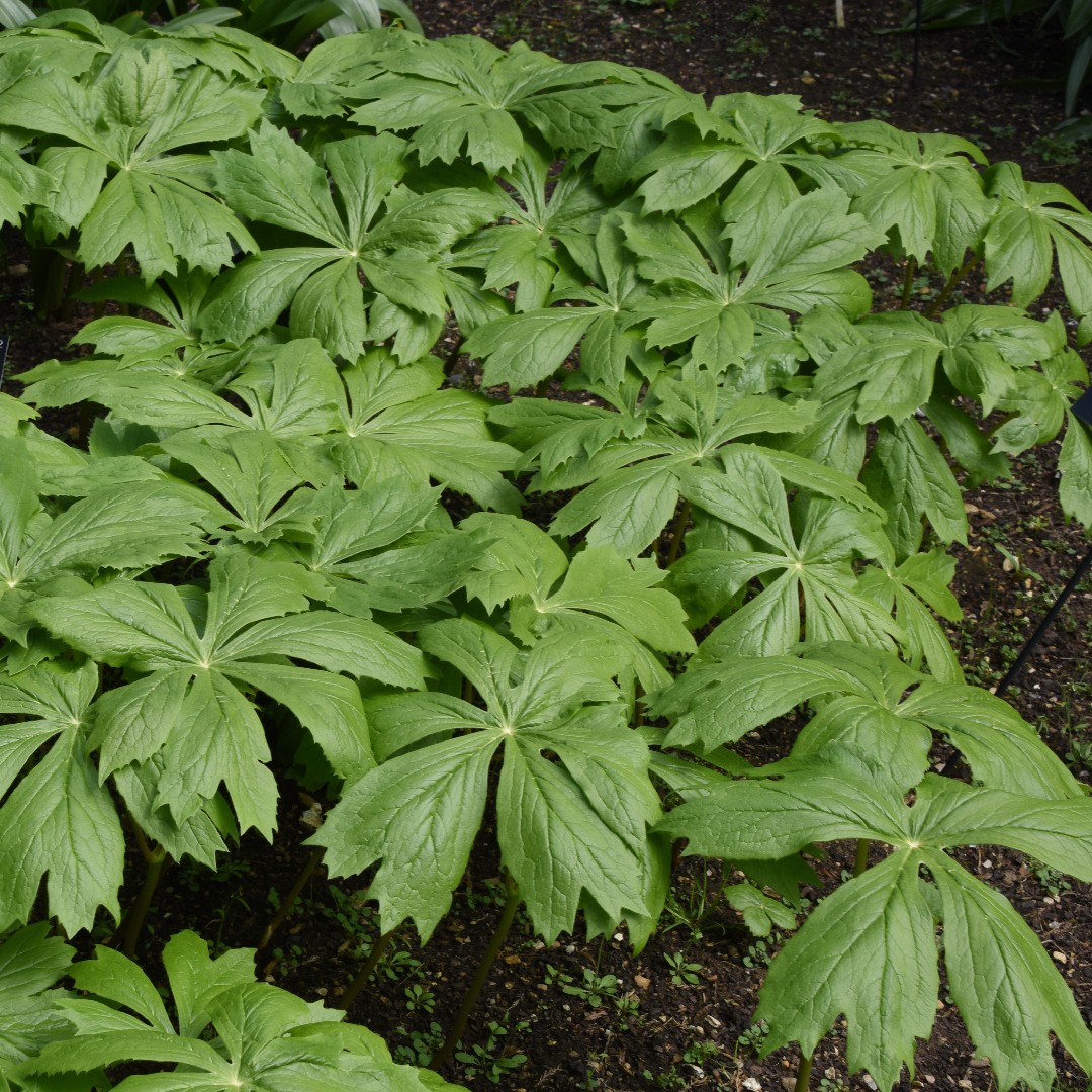메이애플 (Podophyllum peltatum) - PictureThis