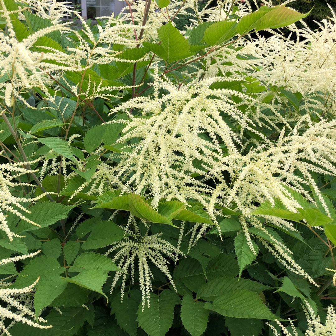 Geitenbaard (Aruncus dioicus) - PictureThis