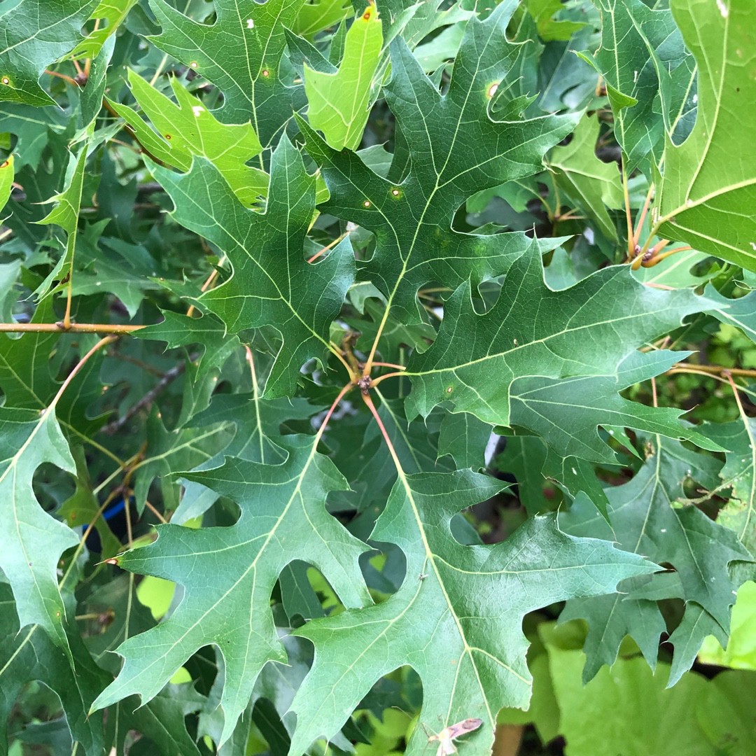 What should I do if I water Shumard oak too much/too little? - PictureThis