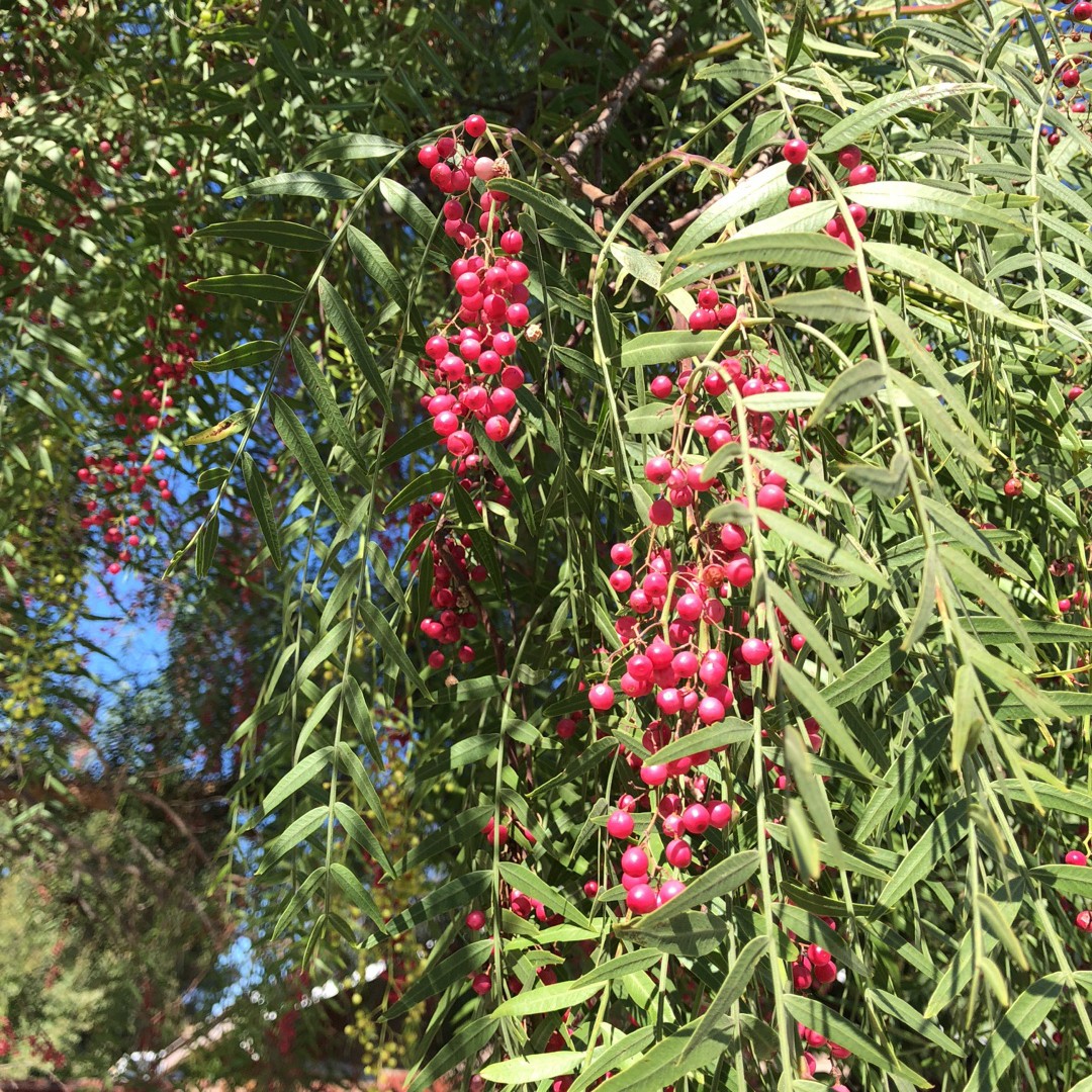 Schinus Flower, Leaf, Care, Uses - PictureThis