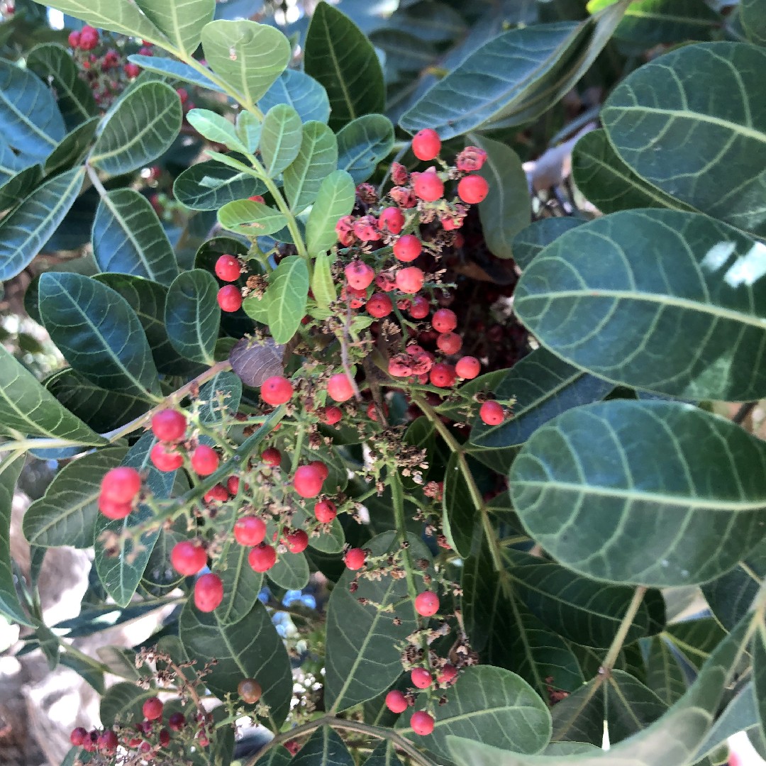 Schinus Flower, Leaf, Care, Uses - PictureThis