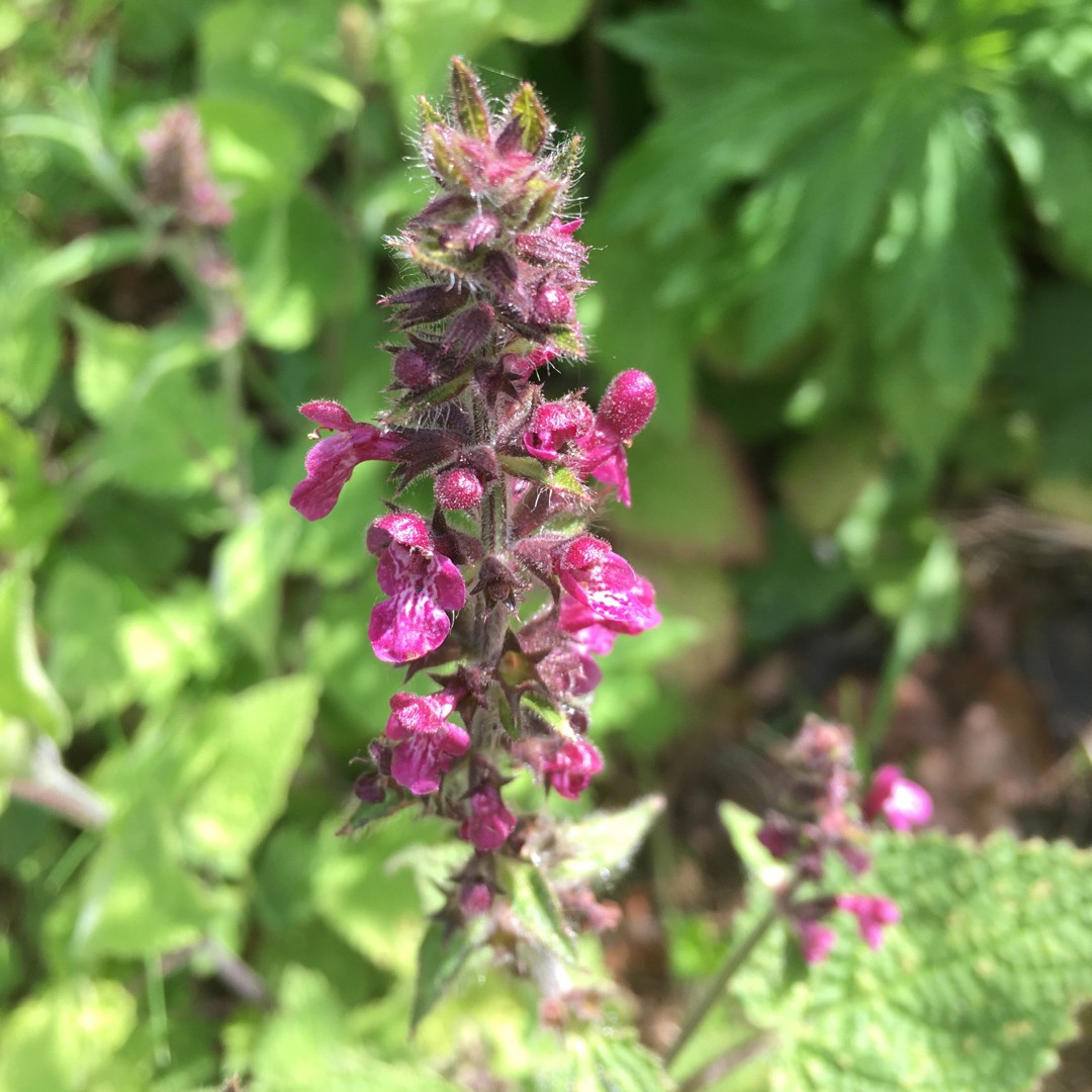 Épiaire des bois (Stachys sylvatica) - PictureThis