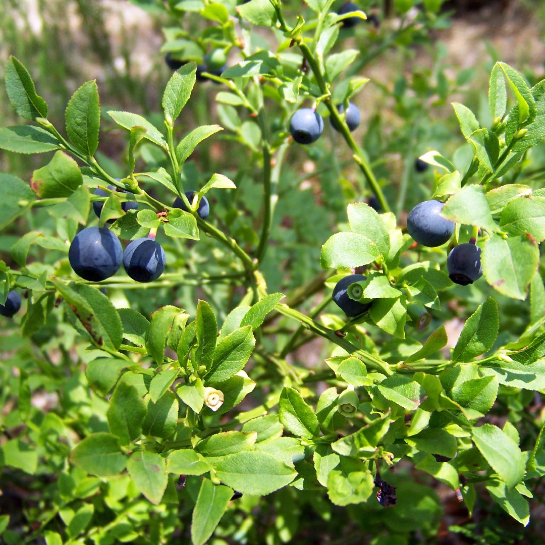 Arándano azul Cuidados (Plantando, Fertilizantes, Enfermedades ...
