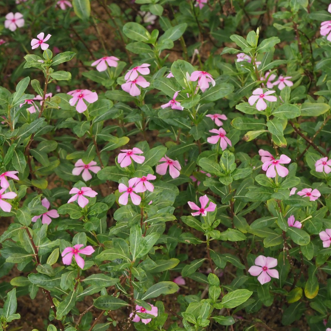 Pervinca rosa Cuidados (Plantando, Fertilizantes, Enfermedades ...