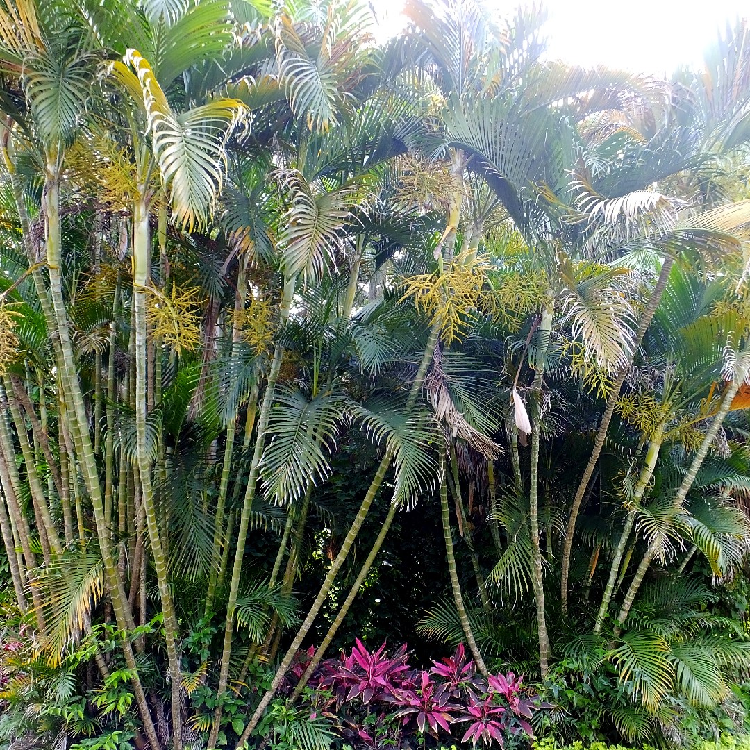 Palem Kuning (Dypsis lutescens) - PictureThis