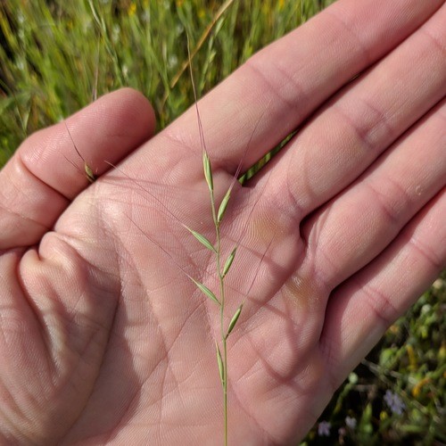 Vulpia microstachys - PictureThis