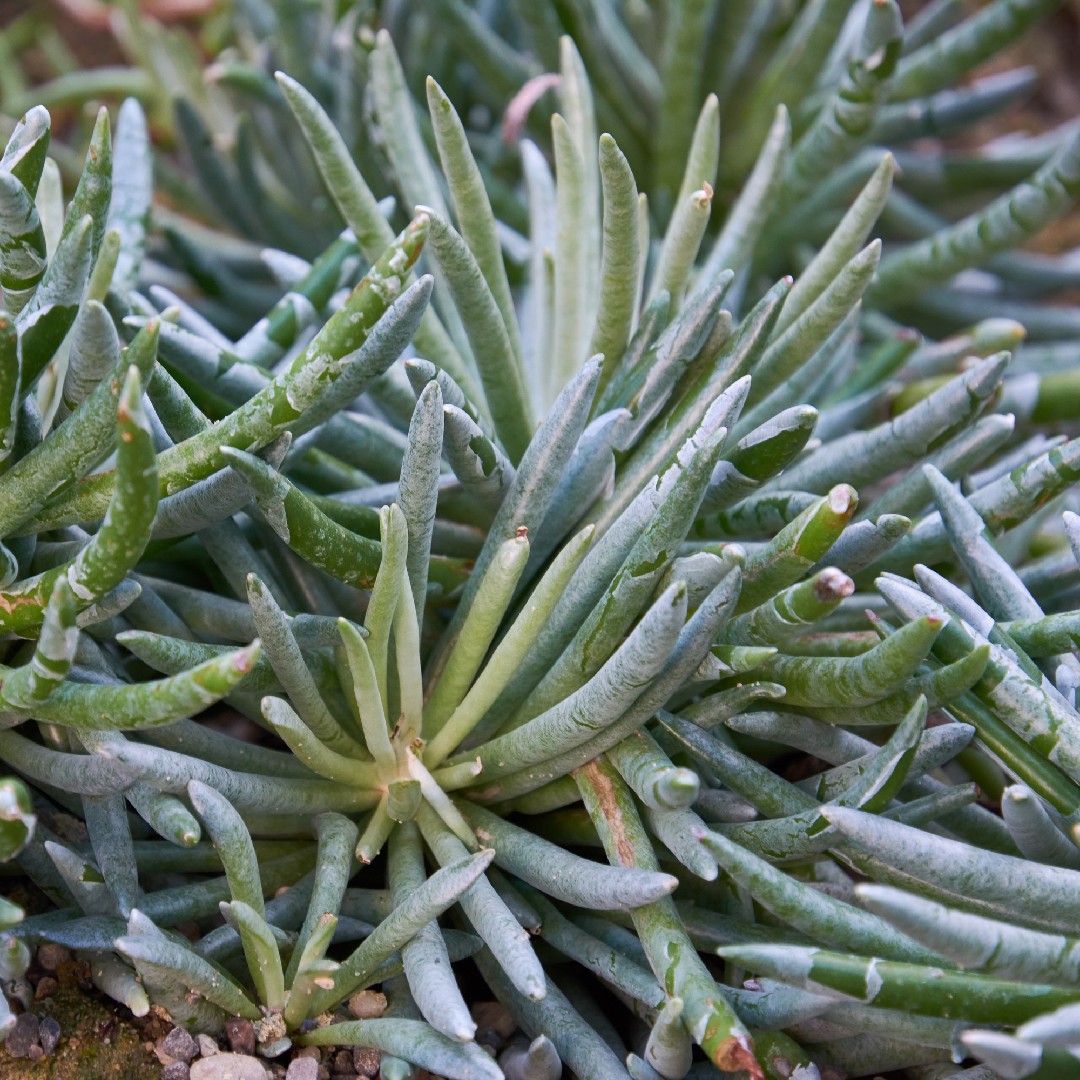 Senecio scaposus - PictureThis