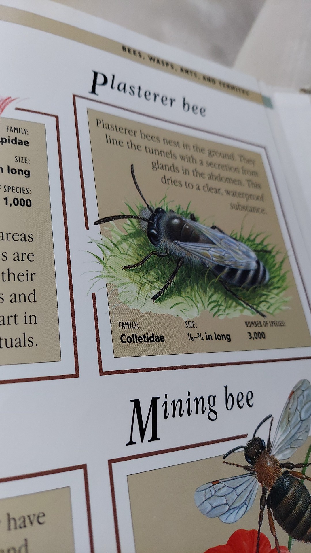 How to Pollinate Winter squash? (Pollinators, Time Window, Enhance, and ...