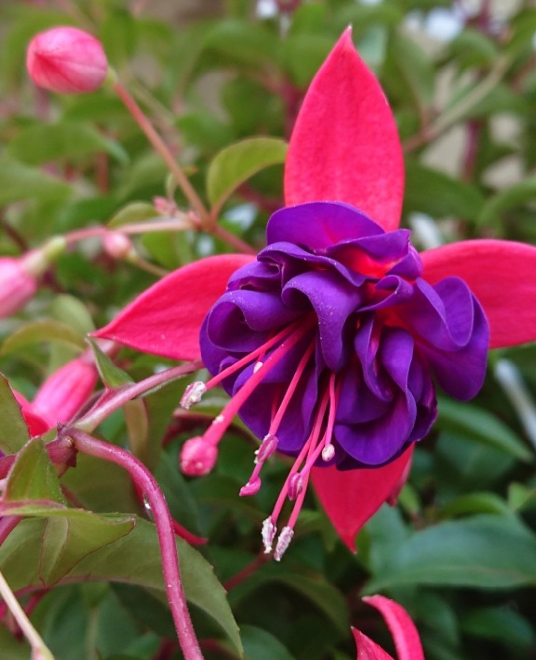 Fuchsia 'Dollar Princess' (Fuchsia 'Dollar Princess') - PictureThis