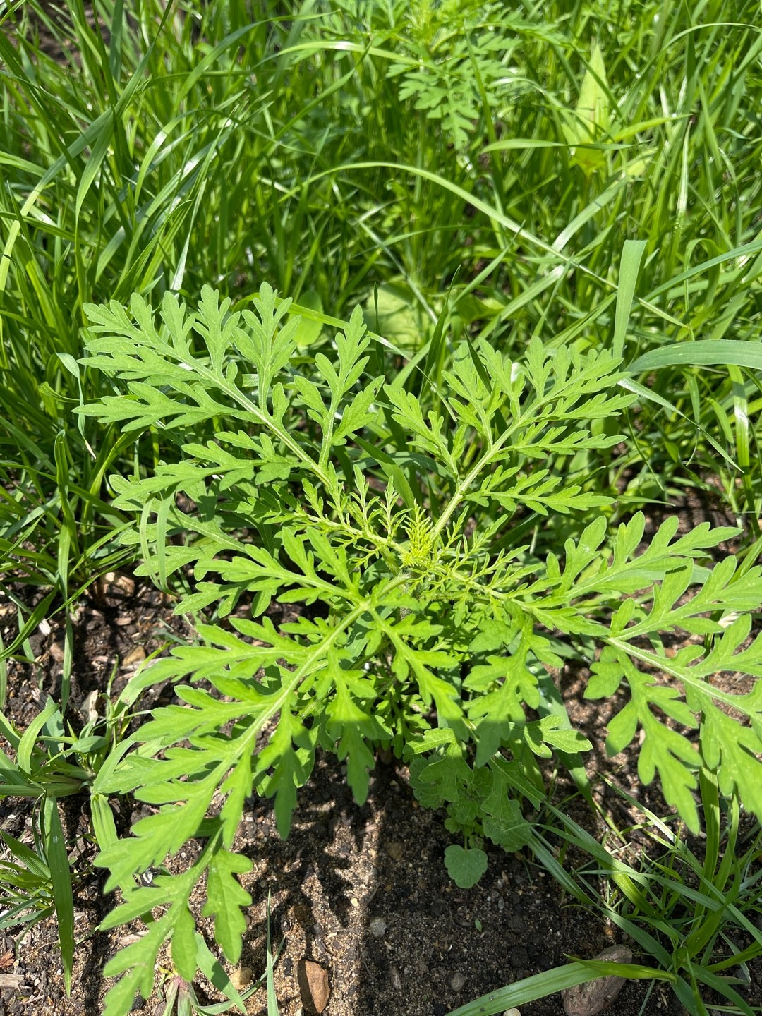 Altamisa (Ambrosia artemisiifolia) - PictureThis