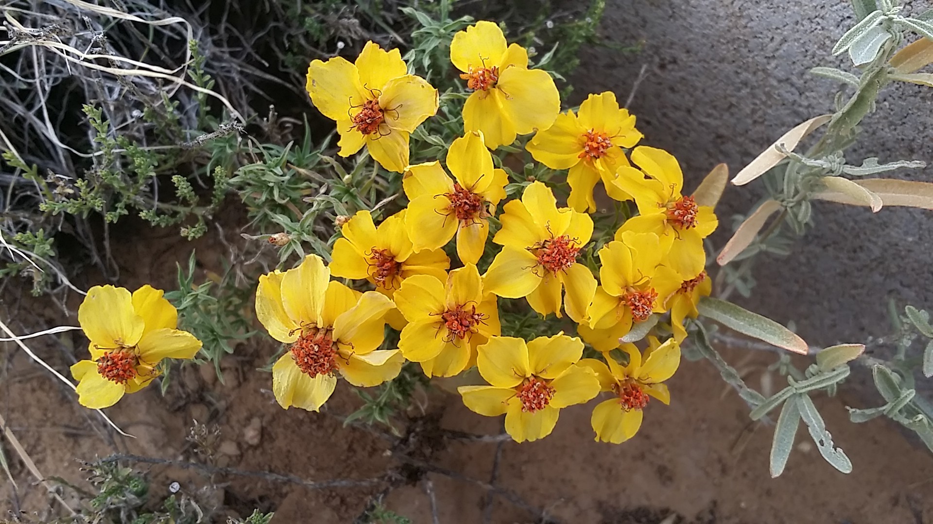 Zinnia grandiflora - PictureThis
