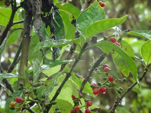 Psychotria Flower, Leaf, Uses - PictureThis