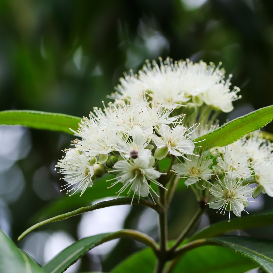 Backhousia Flower, Leaf, Care, Uses - PictureThis